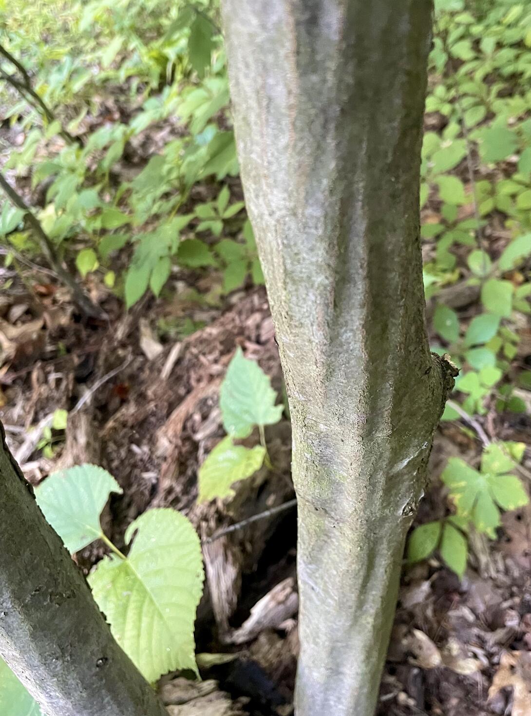 American Hornbeam | CMP Tree Selection Tool